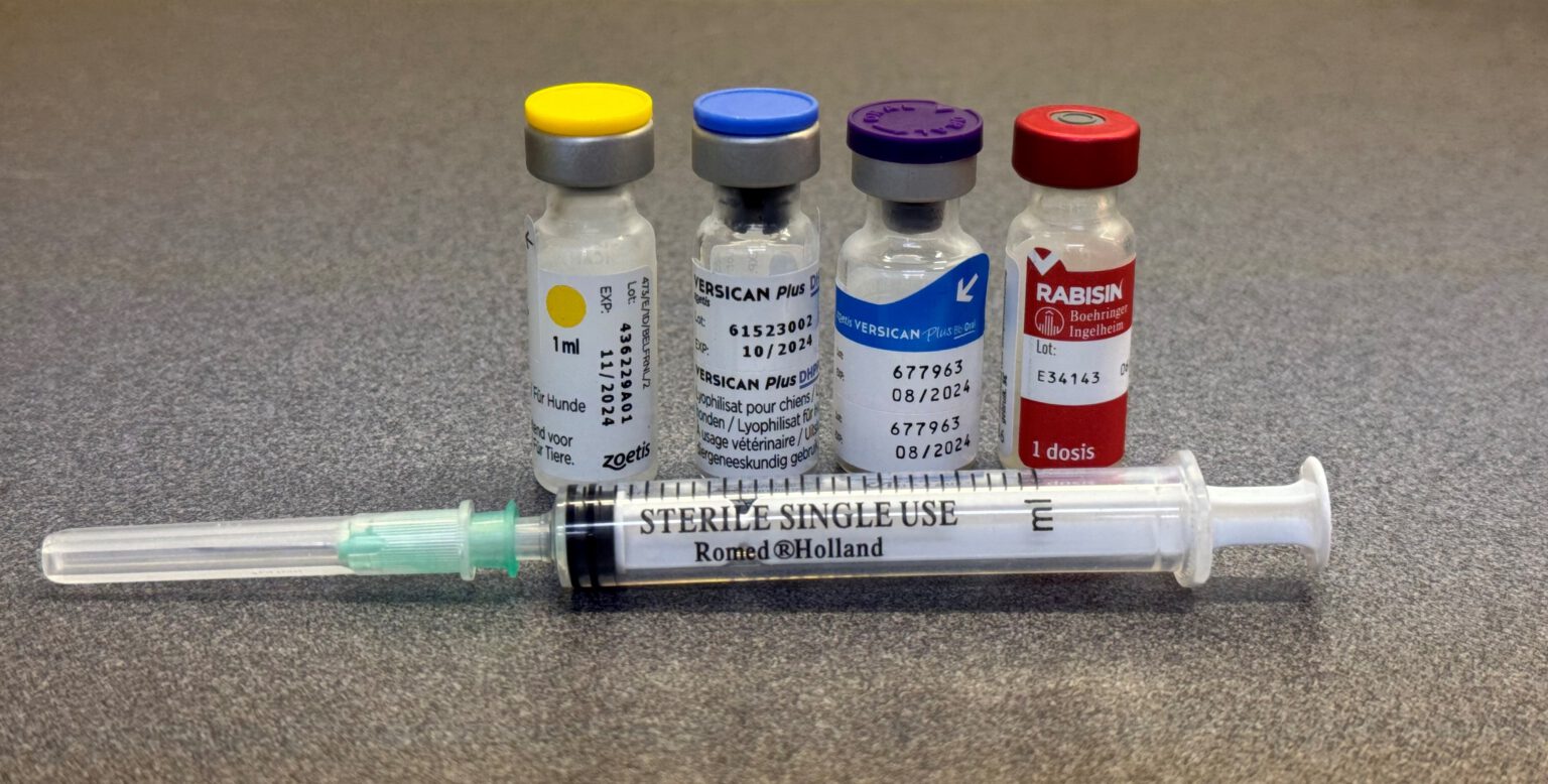 Dierenarts voor uw hond - Huisdierenkliniek Hornstra - Deskundige zorg